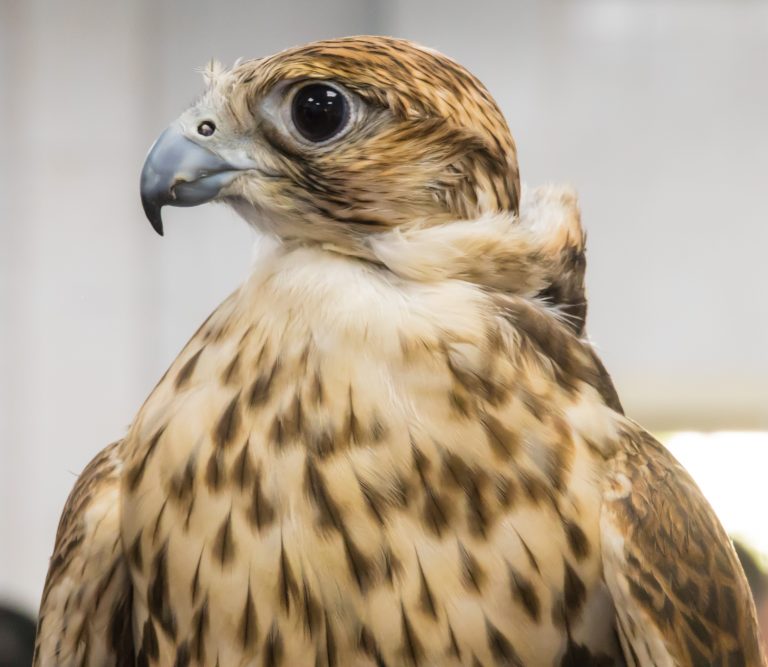 falcon profile-1 - Travel Post Monthly